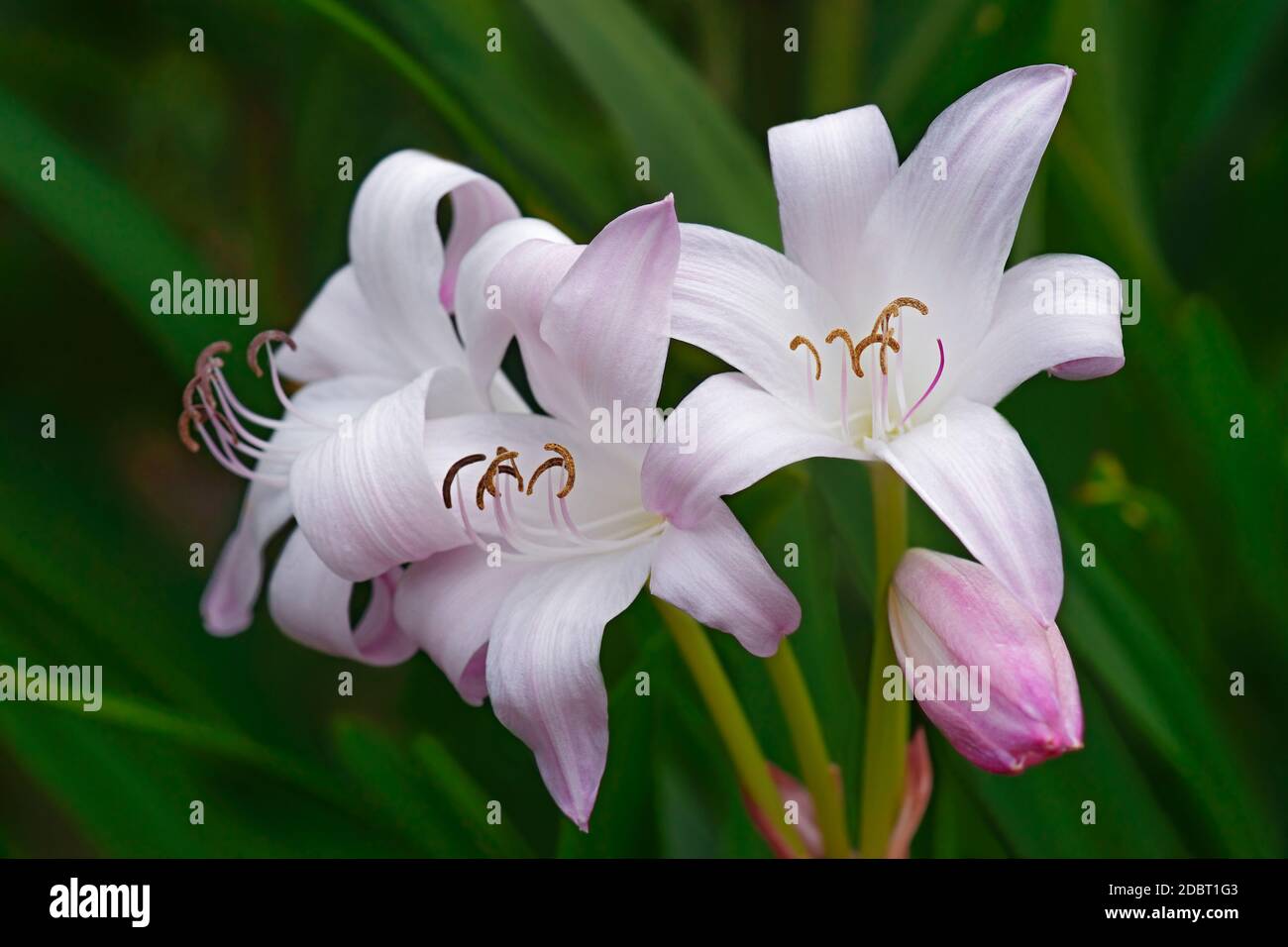 Mrs. James Hendry crinum lily (Crinum x hybrid Mrs. James Hendry ...