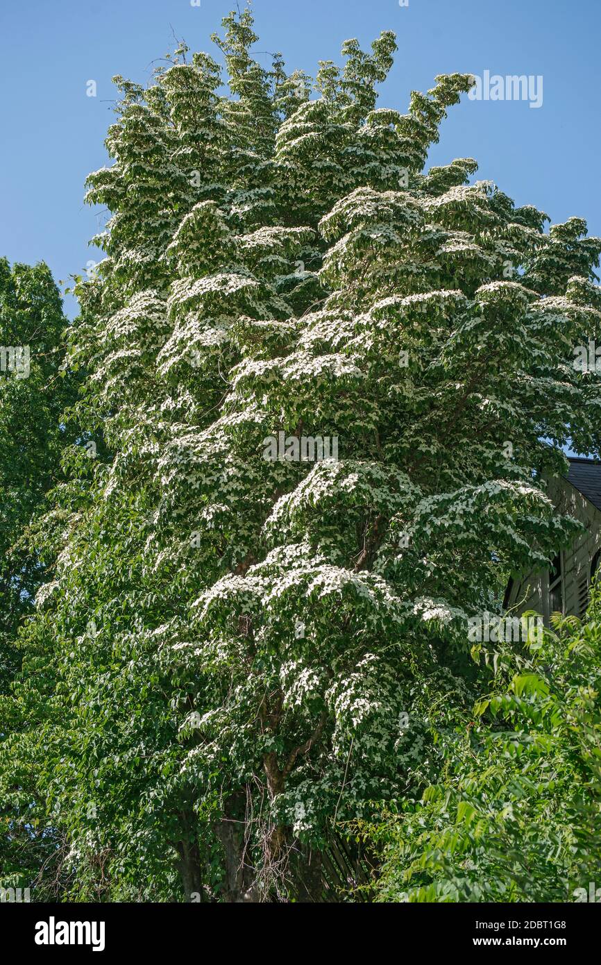 Japanese Strawberry Tree Rambutan Fruit On The Rambutan Tree Waiting