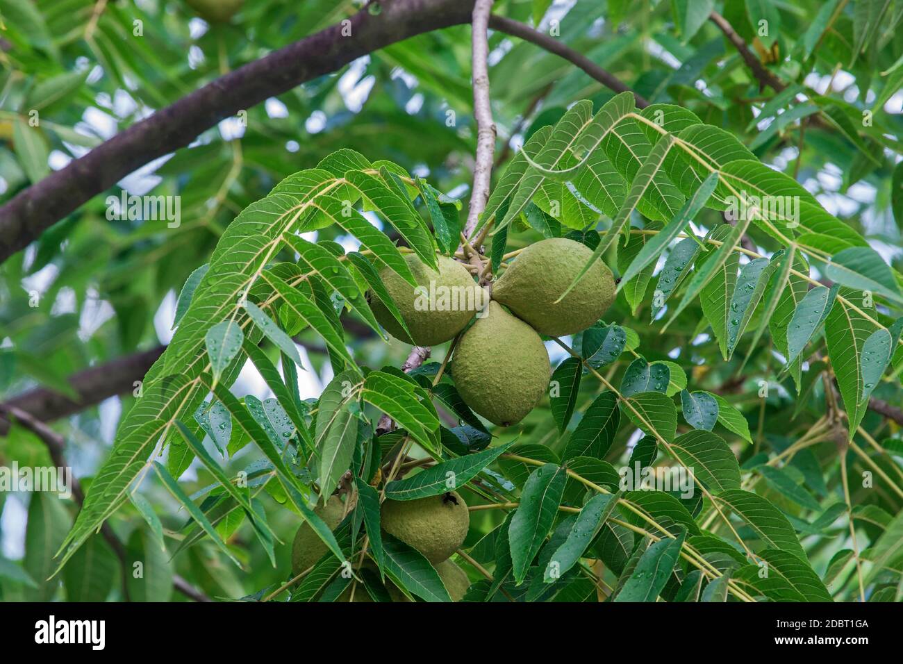 Eastern black walnut (Juglans nigra Stock Photo - Alamy