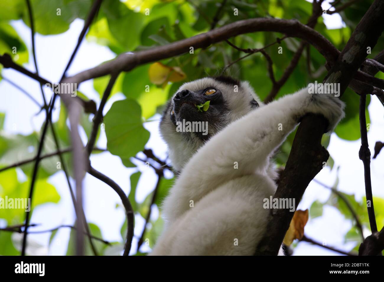 One black and white lemur sits in the crown of a tree, vari, sifaka ...
