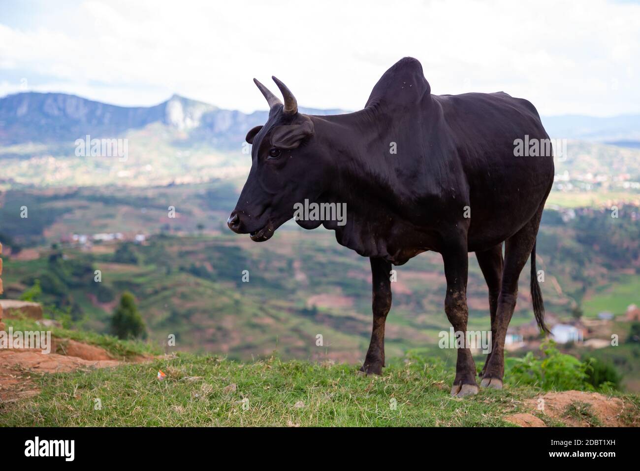 The Zebu cattle in the pasture on the island of Madagascar Stock Photo ...
