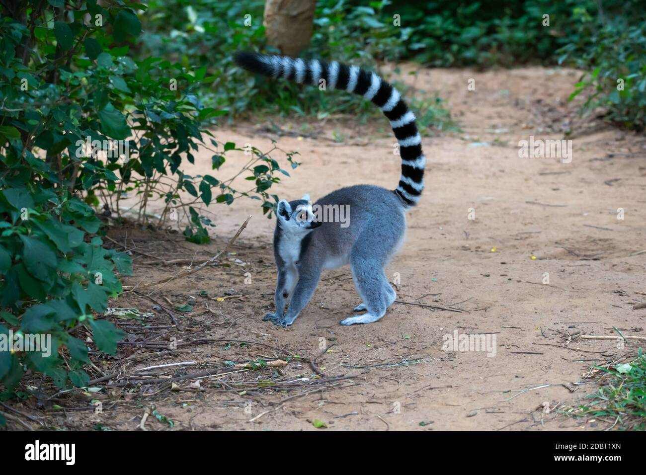 The ring-tailed lemur in its natural environment Stock Photo - Alamy
