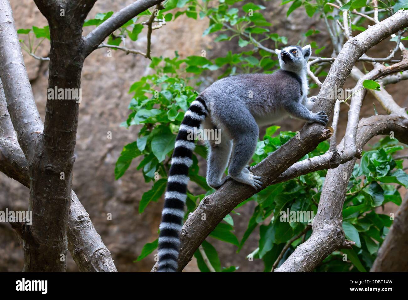 The ring-tailed lemur in its natural environment Stock Photo - Alamy