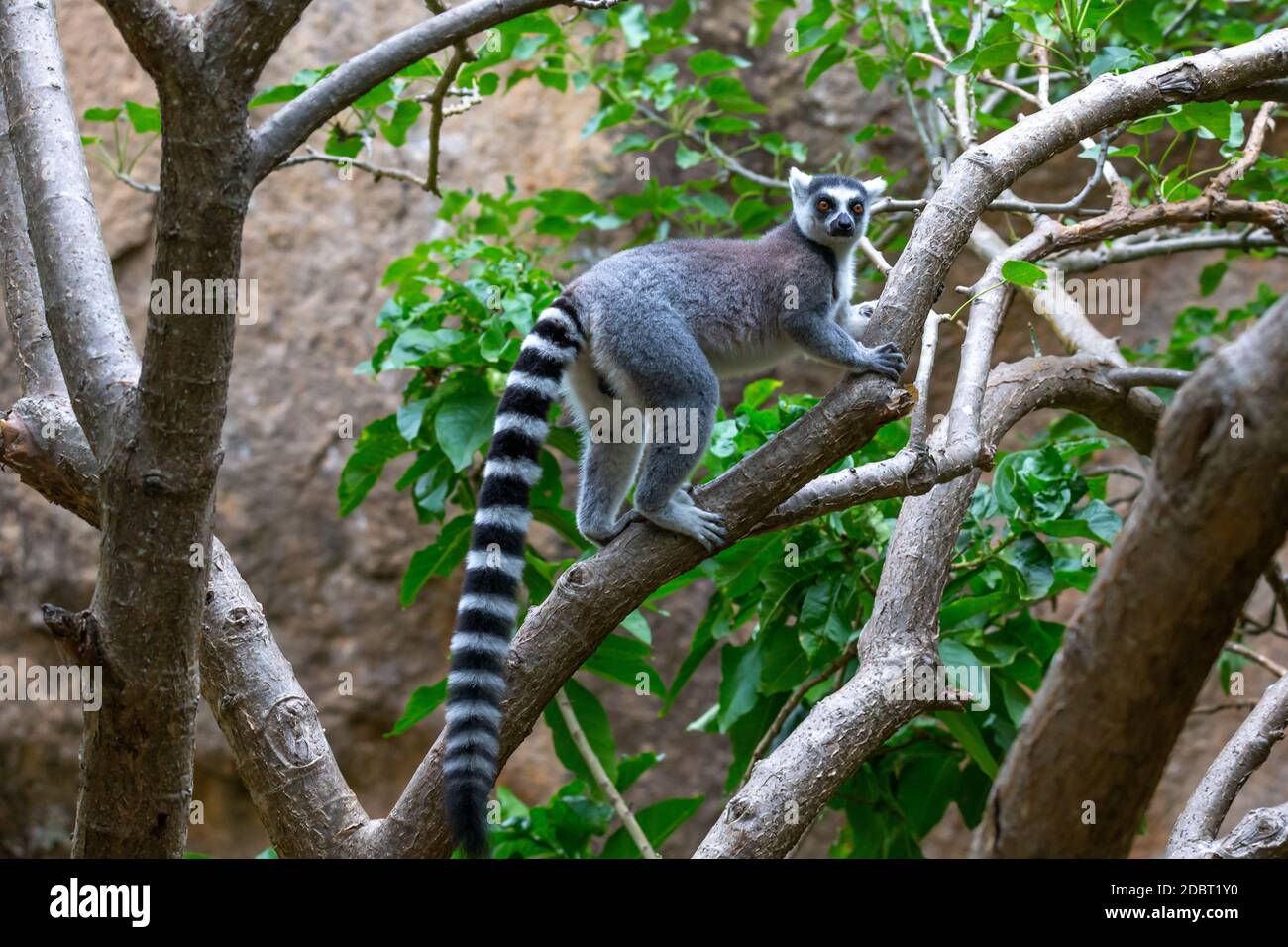 The ring-tailed lemur in its natural environment Stock Photo - Alamy