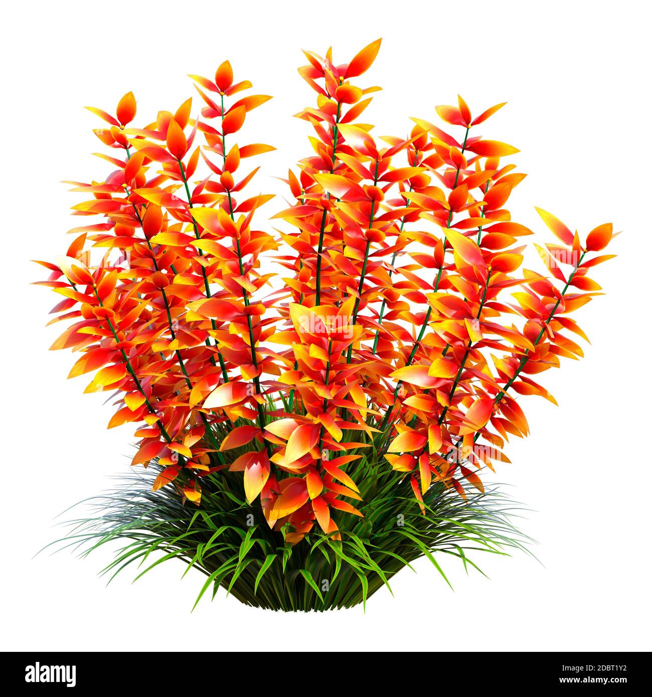 Butterfly weed asclepias tuberosa Cut Out Stock Images & Pictures - Alamy
