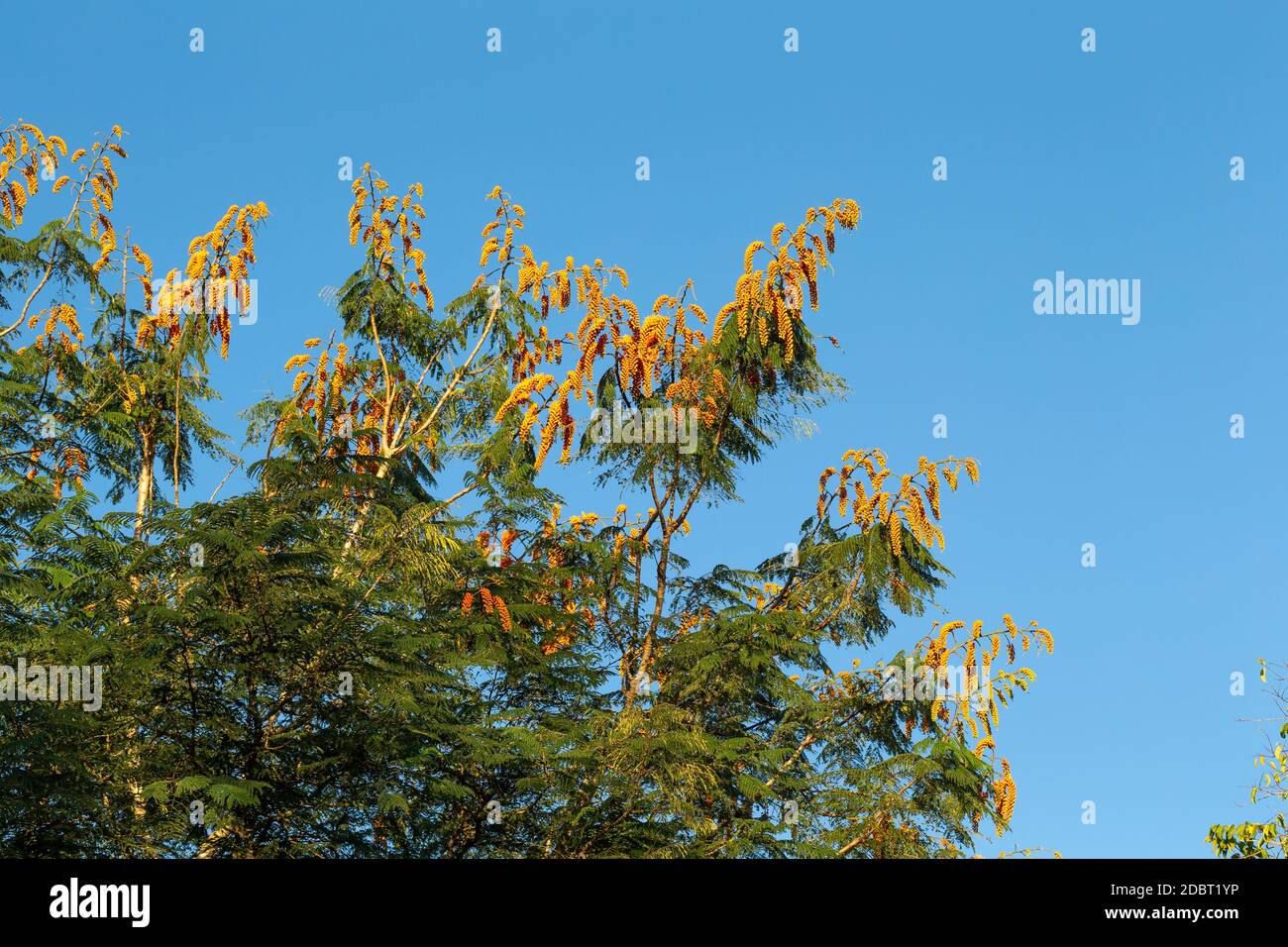 One tree with orange flowers and a blue sky in the background Stock ...