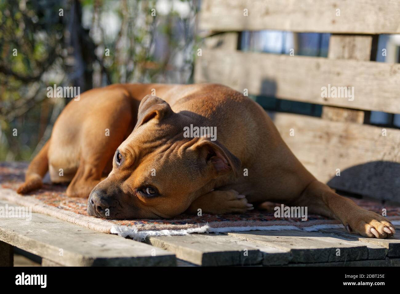 Friendly Pitbull enjoys the Sun on a Pallet Stock Photo - Alamy