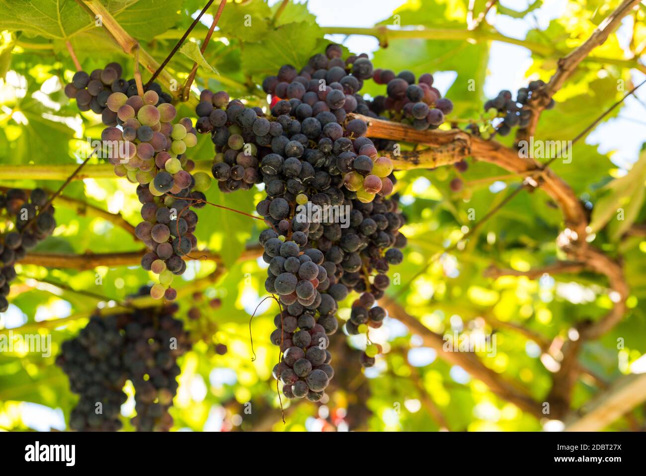 Negra mole grapes hi-res stock photography and images - Alamy