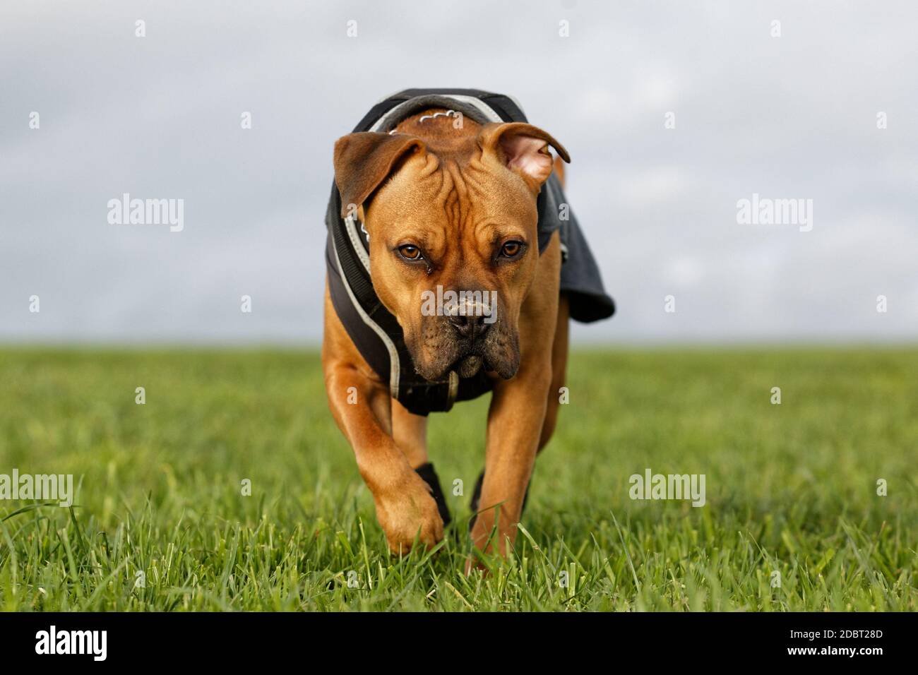 Disabled pitbull hi-res stock photography and images - Alamy