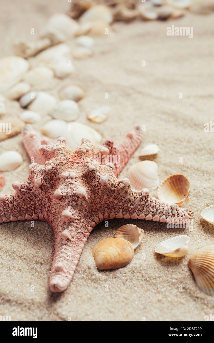 Seashell and various types of seashells on the beach sand. Summer photo ...
