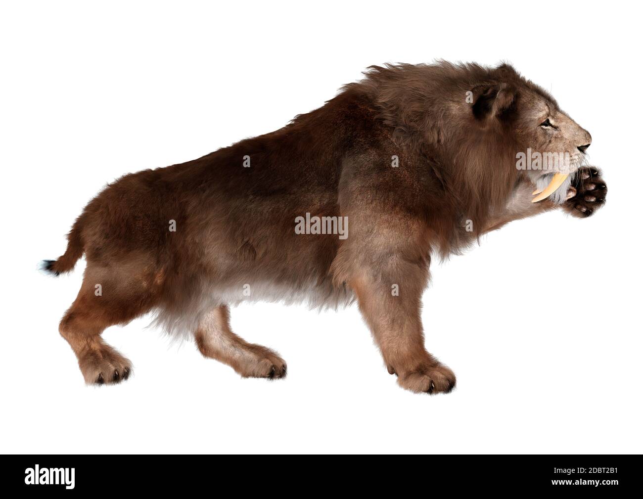 3D rendering of a sabertooth tiger isolated on white background Stock ...
