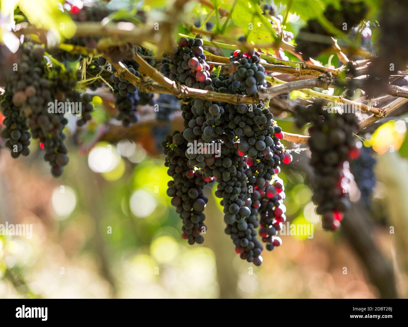Bunches of Tinta Negra Mole grapes on pergola in Estreito de Camara de ...