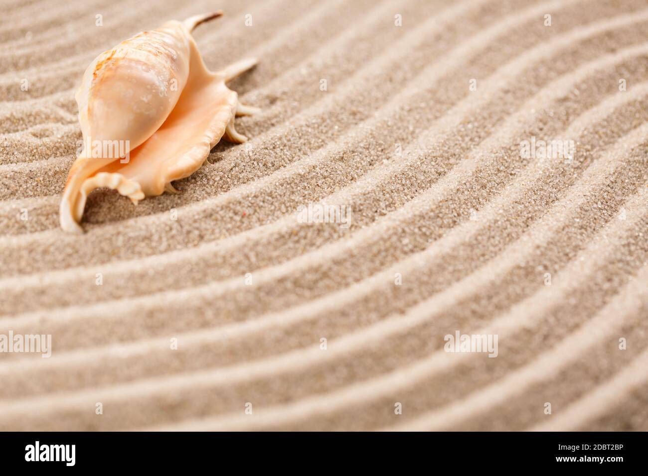 The original seashell is in the upper right corner. Wavy sand texture ...