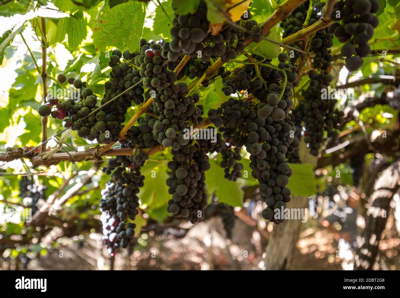 Negra mole hi-res stock photography and images - Alamy