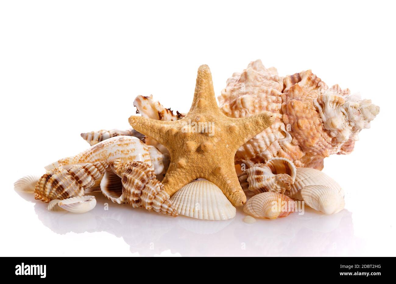 Some shells from the ocean isolated on white background. Natural ...