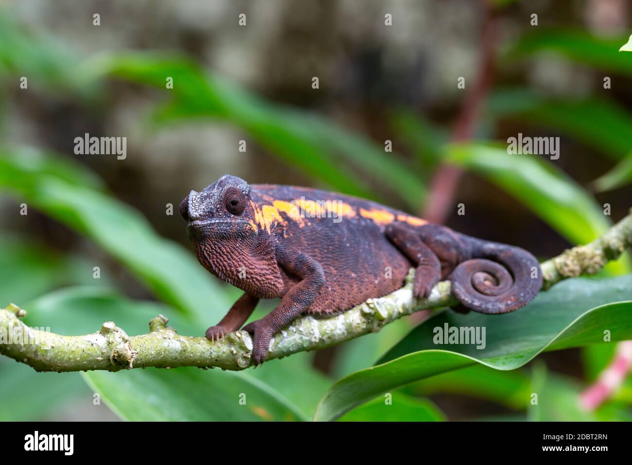 Multi colored chameleon hi-res stock photography and images - Alamy