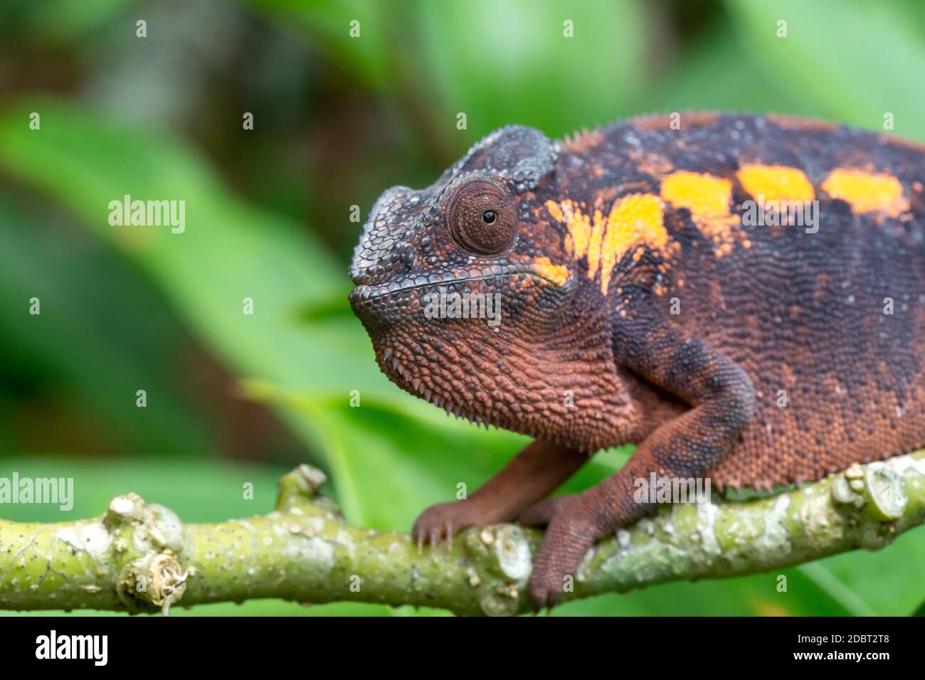 Multi colored chameleon hi-res stock photography and images - Alamy