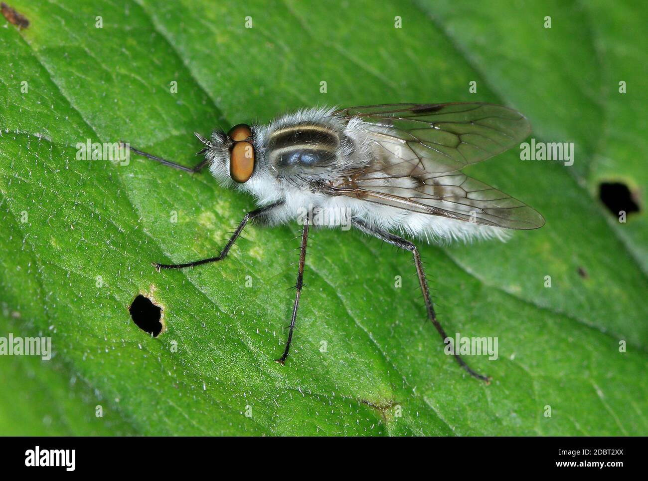 Stiletto flies hi-res stock photography and images - Alamy