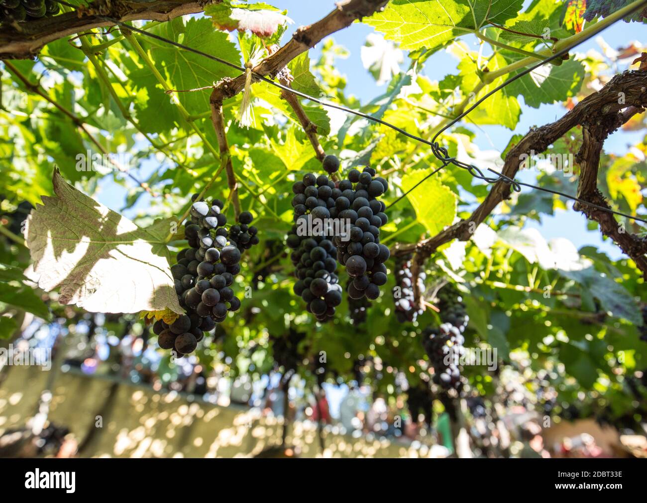 Bunches of Tinta Negra Mole grapes on pergola trellising Estreito de ...