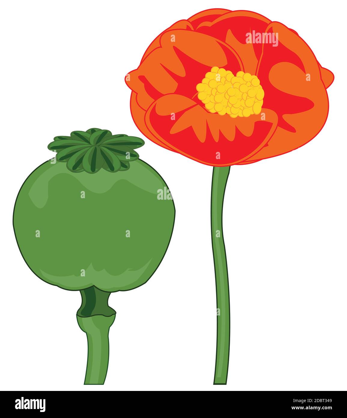 Wild poppy seed isolated Stock Vector Images - Alamy