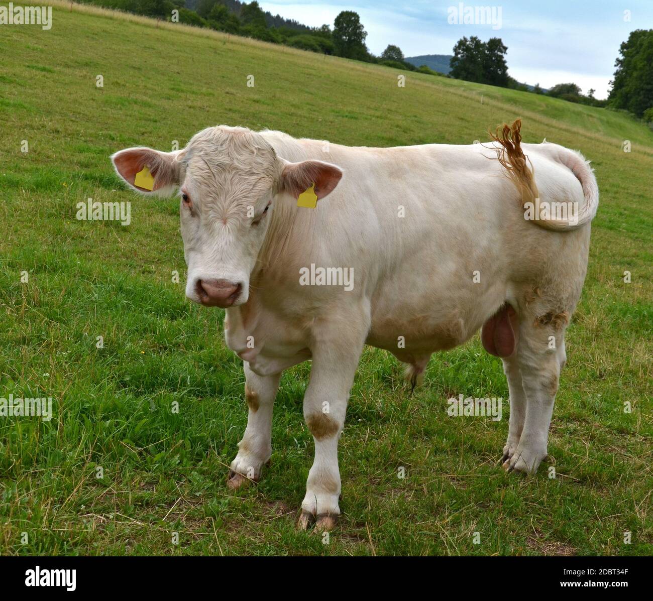 A bull in the pasture Stock Photo - Alamy