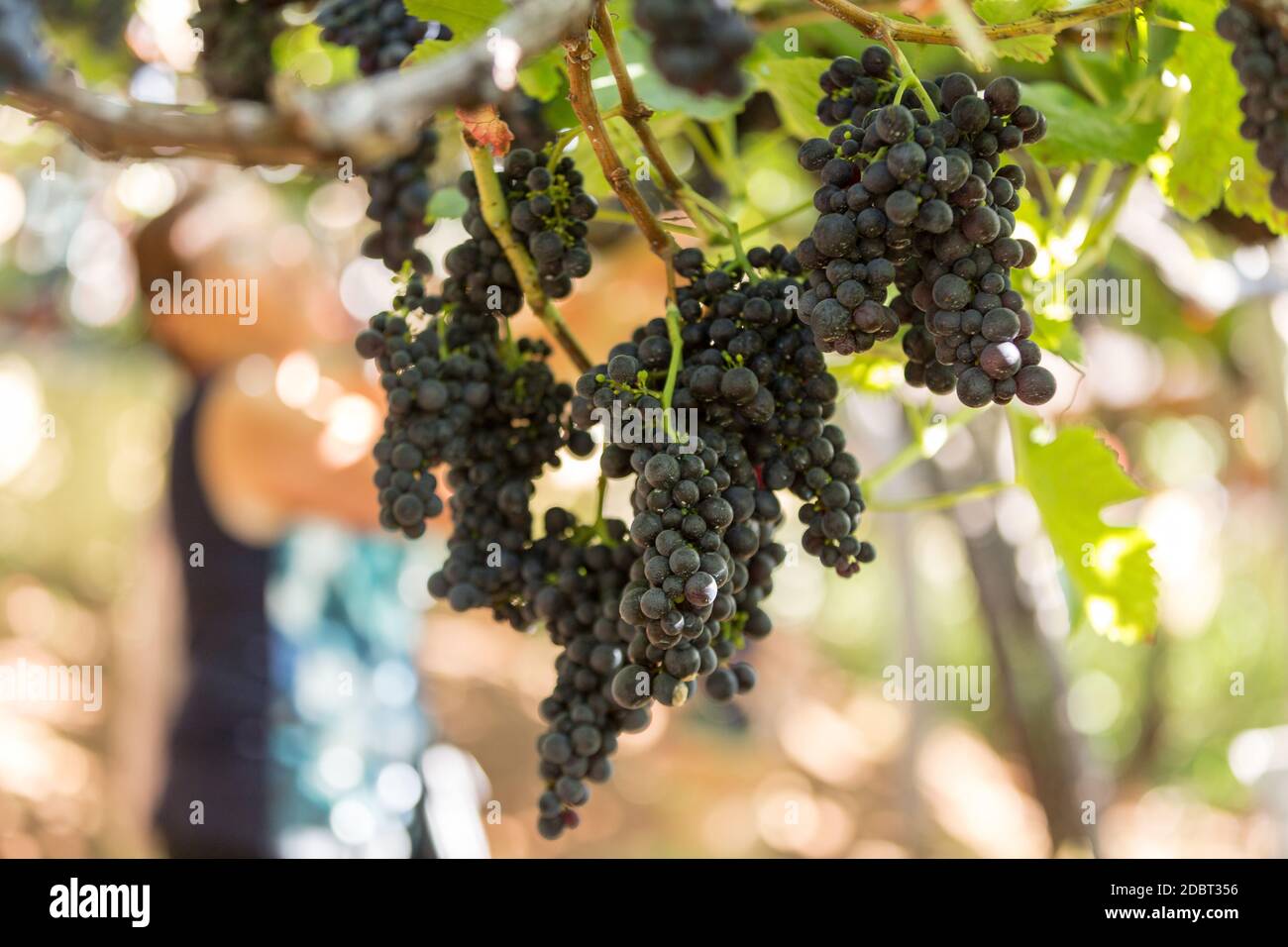 Negra mole hi-res stock photography and images - Alamy