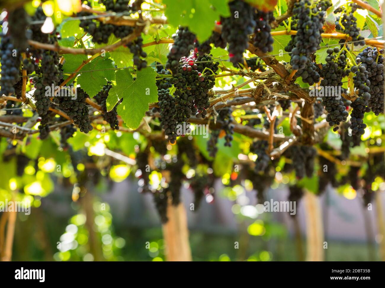 Negra mole hi-res stock photography and images - Alamy