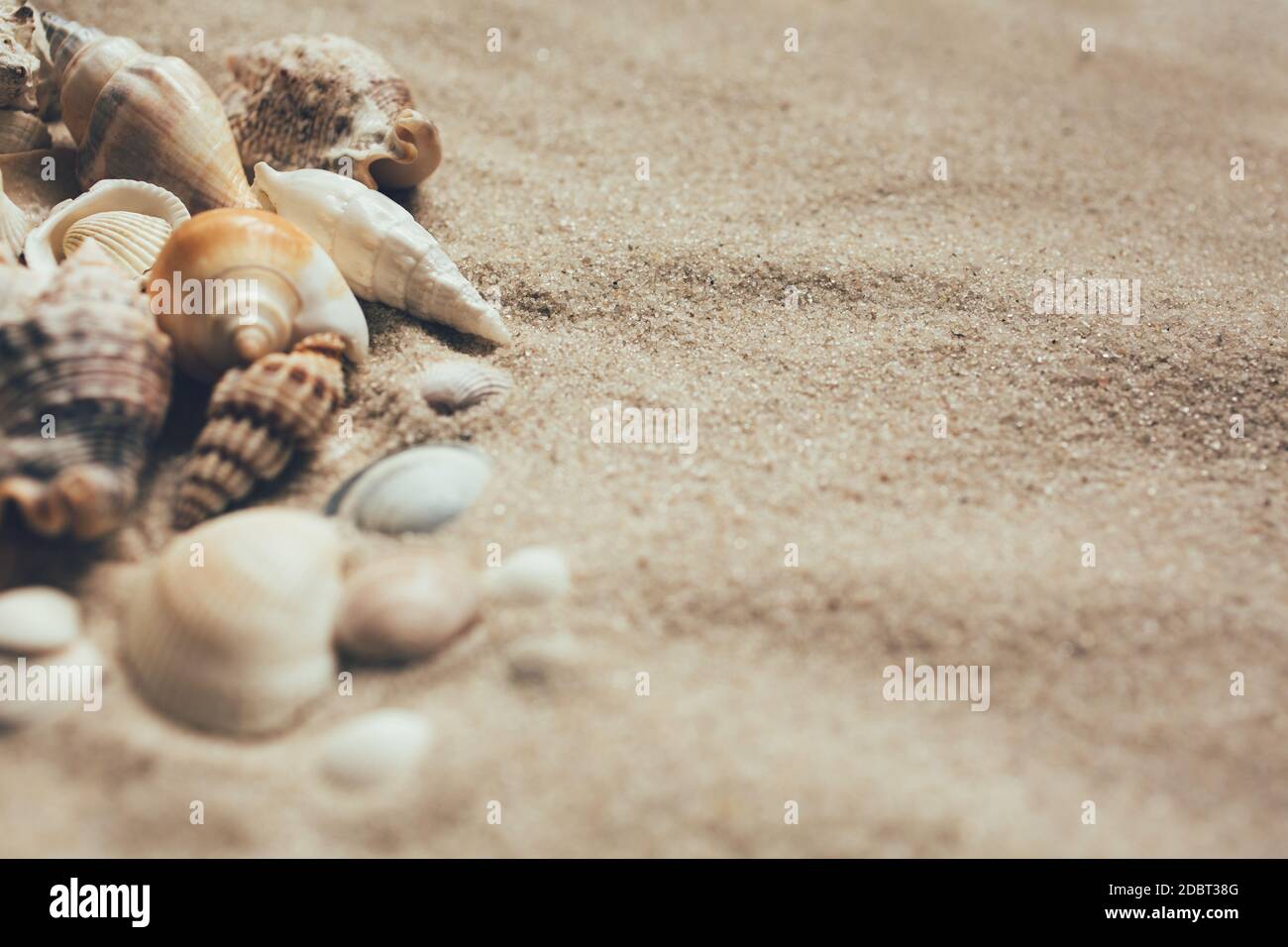 Lots of starfish hi-res stock photography and images - Alamy