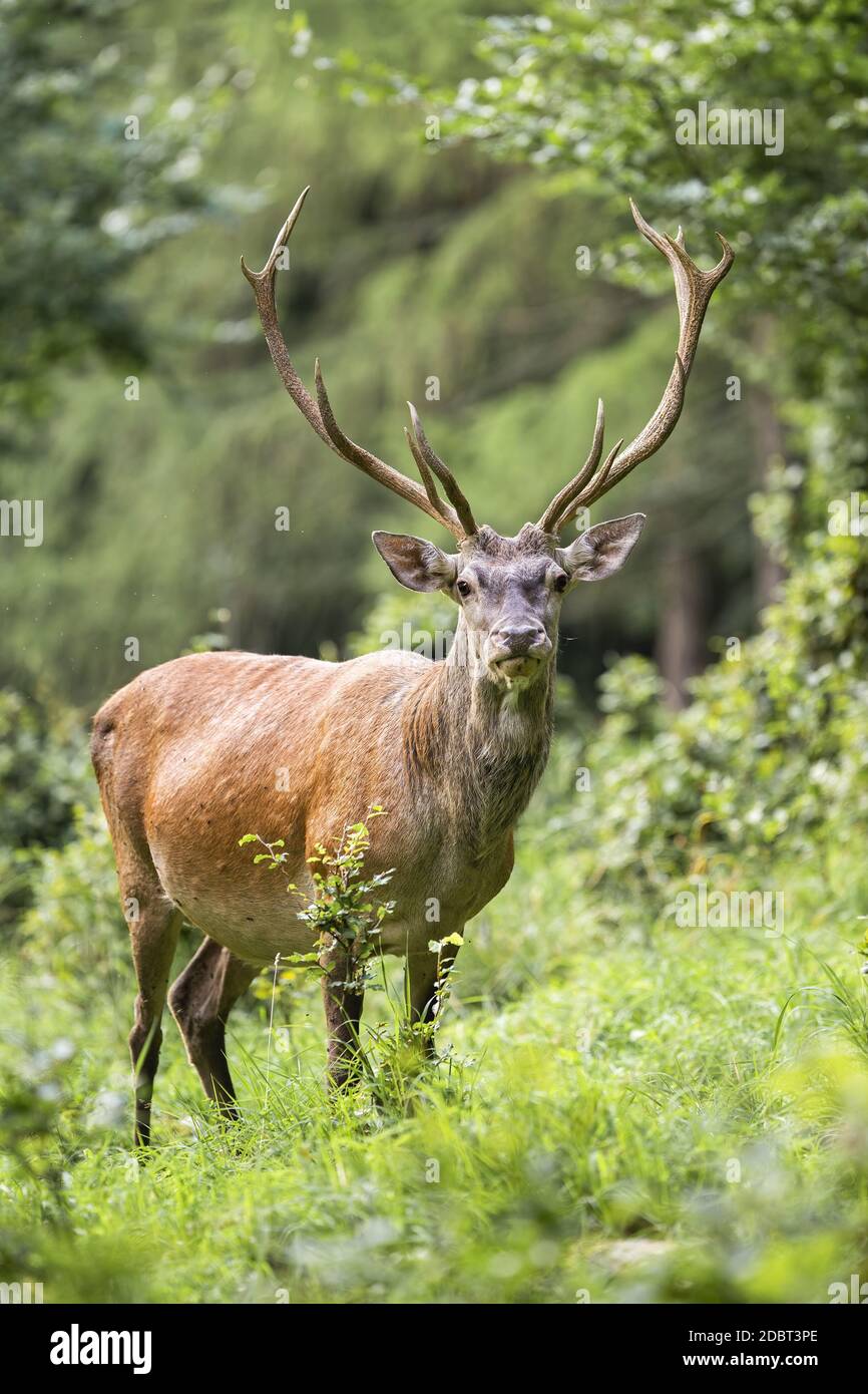 Majestic red deer, cervus elaphus, standing in forest in summer nature ...