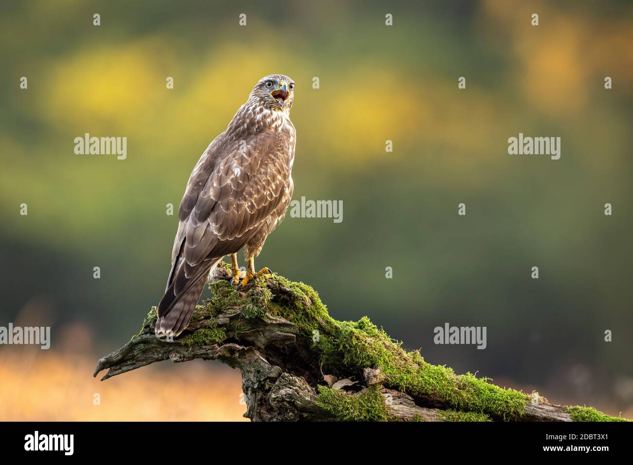 Majestic common buzzard, buteo buteo, sitting on branch in summer ...