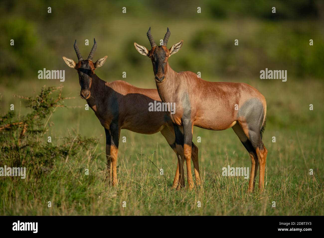Two male topi stand side-by-side on savannah Stock Photo - Alamy