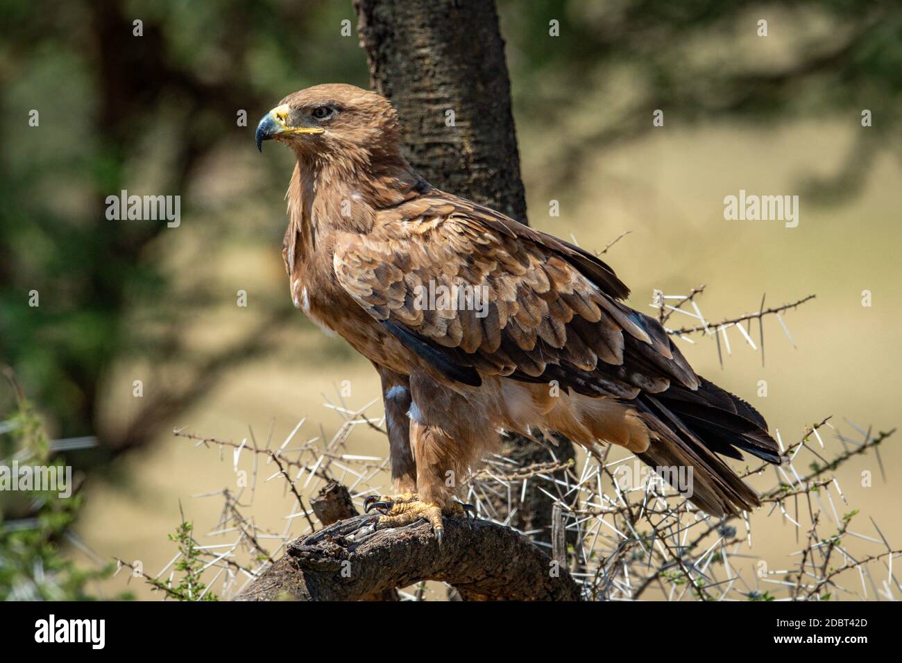 Eagle stands hi-res stock photography and images - Alamy