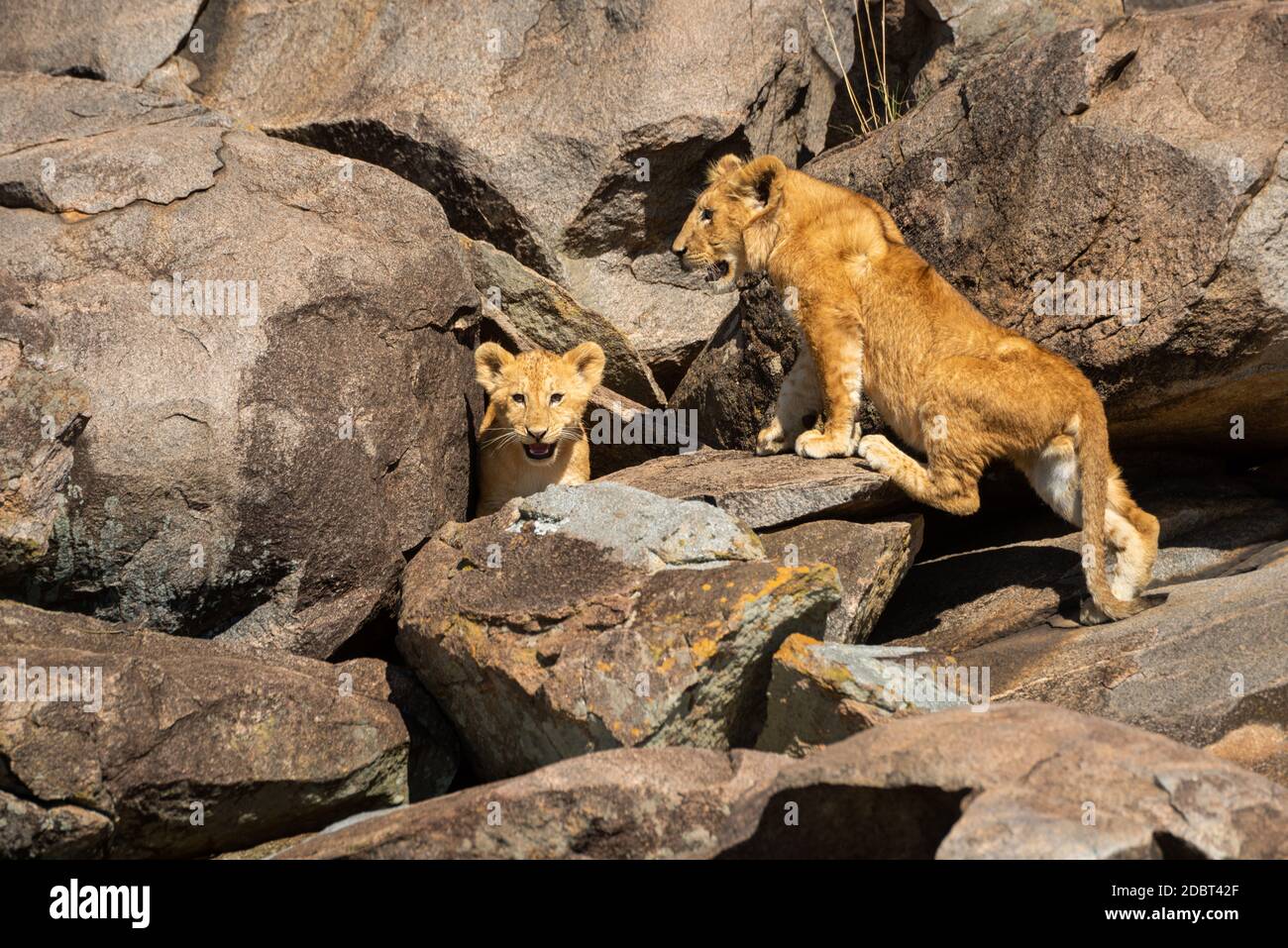 Two lion cubs stand on sunlit rock Stock Photo - Alamy