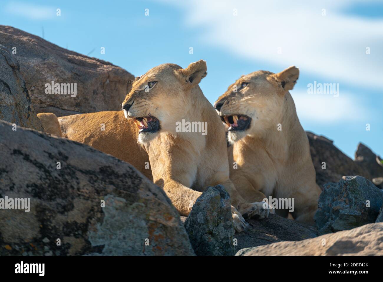 Camp growl hi-res stock photography and images - Alamy