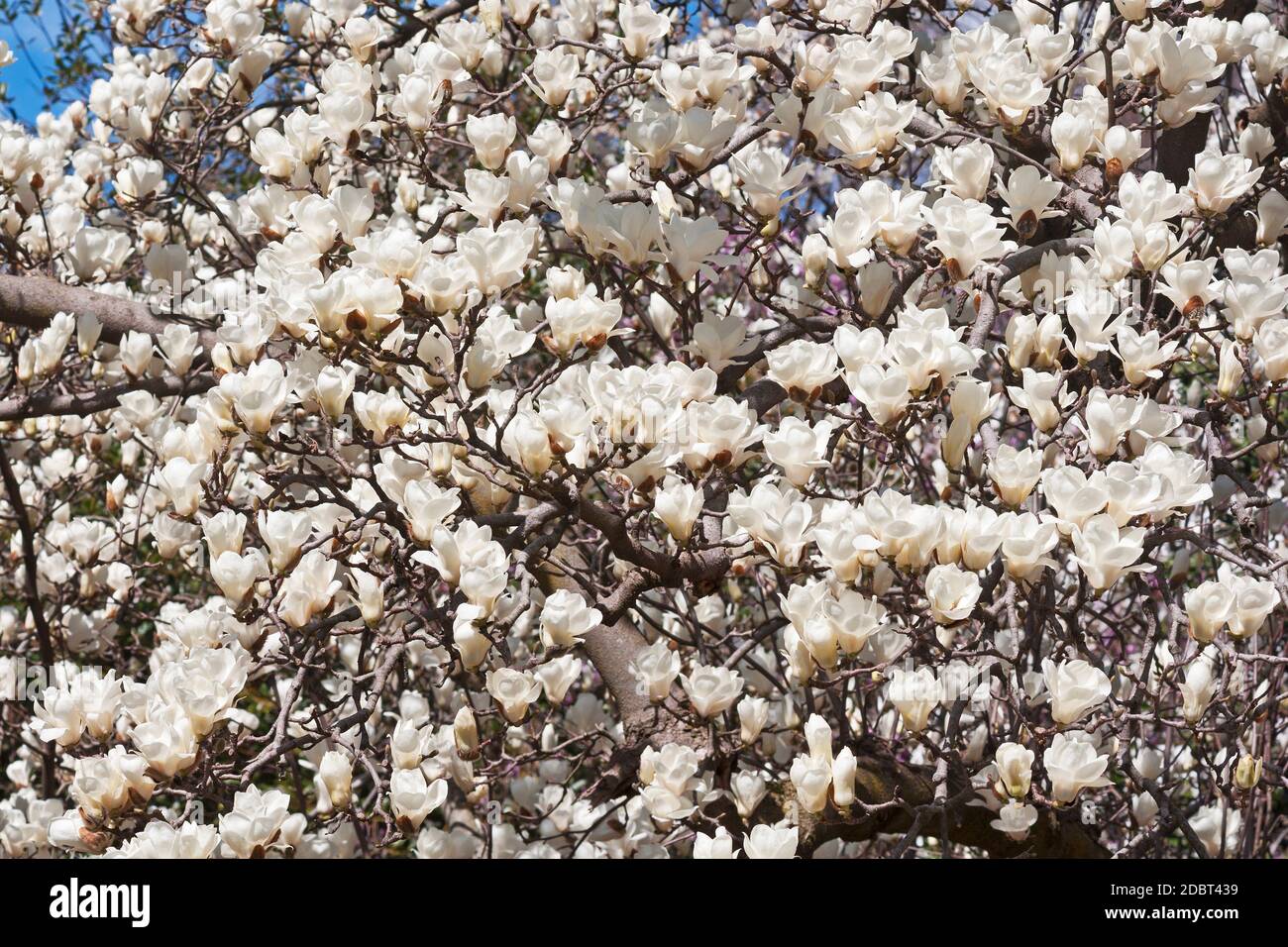 Lilytree magnolia denudata yulania denudata hi-res stock photography ...