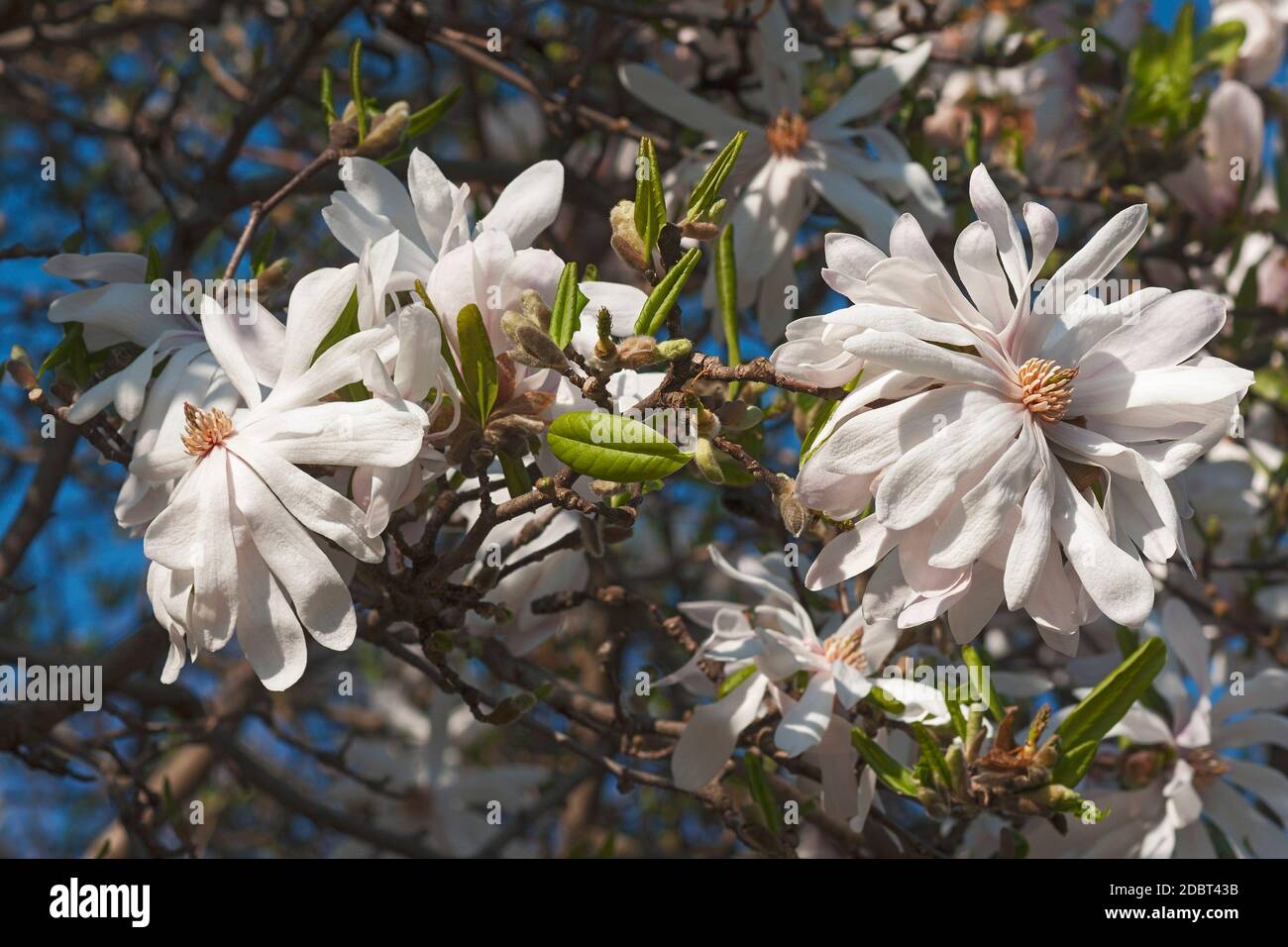 Centennial star magnolia (Magnolia stellata Centennial). Called ...