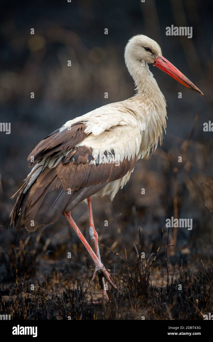 White stork crosses burnt grass lifting foot Stock Photo - Alamy