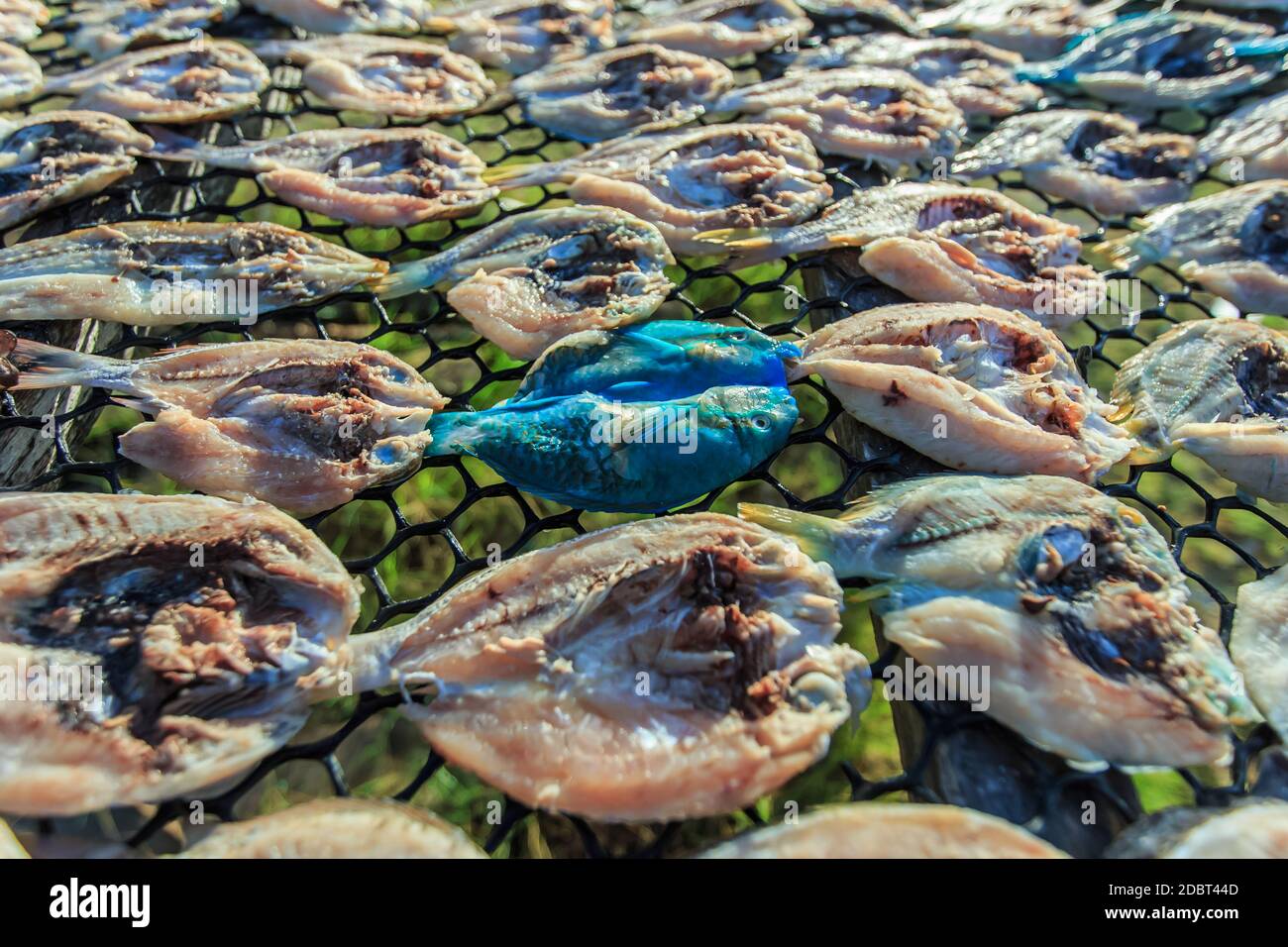 Dried salted fish in open space at Maiga island, an island mainly ...
