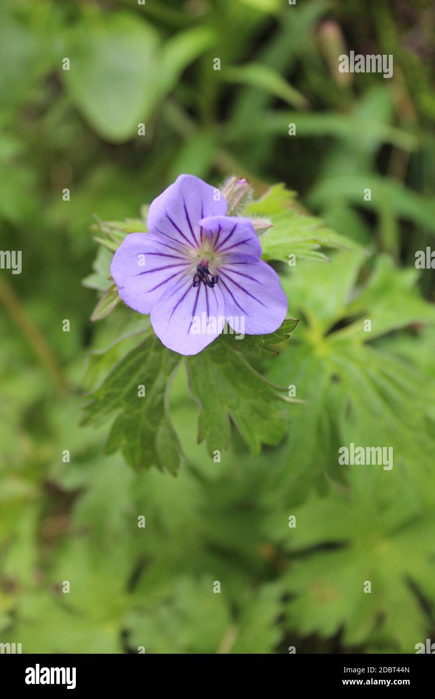 Woolly geranium bloom closeup at Chugach State Park in Anchorage ...
