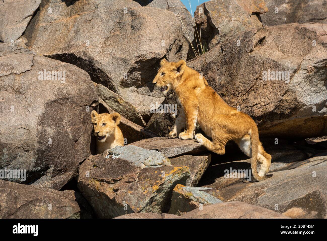 Lion cubs on rock hi-res stock photography and images - Alamy
