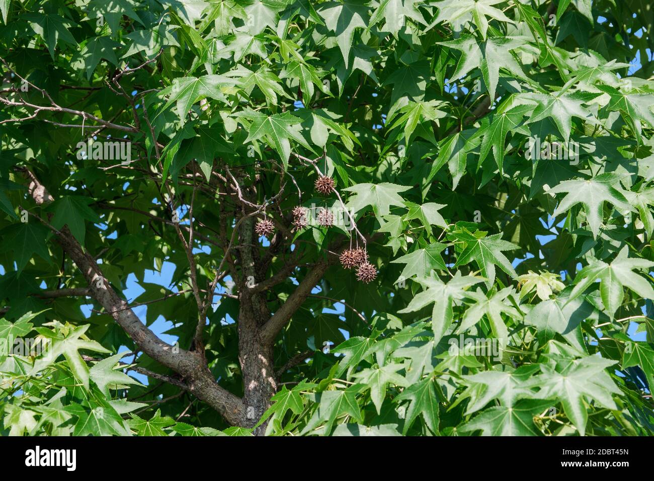 American sweetgum (Liquidambar styraciflua). Called Redgum, Sweet Gum ...