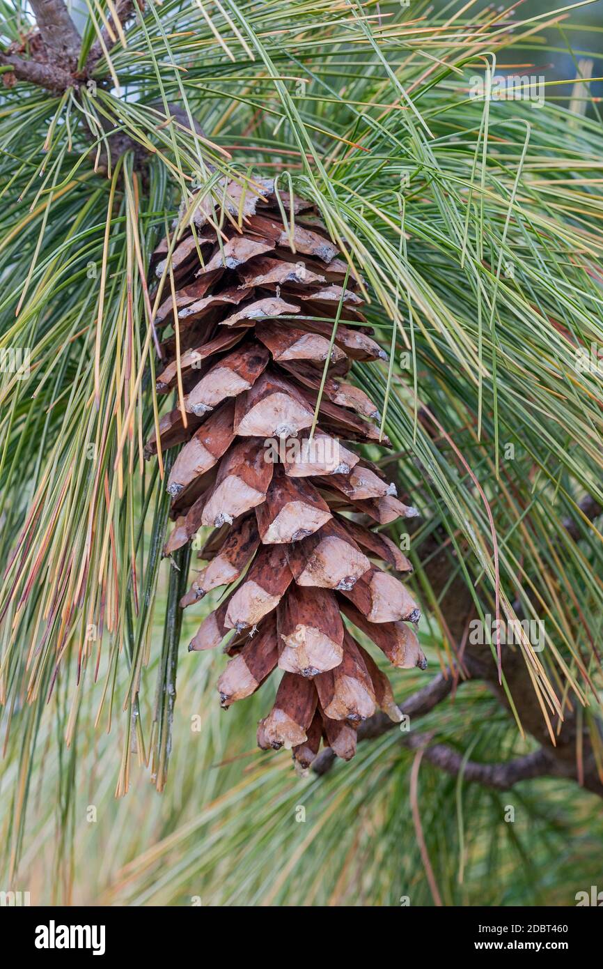 Bhutan pine cone (Pinus wallichiana). Called Blue Pine, Himalayan Pine ...
