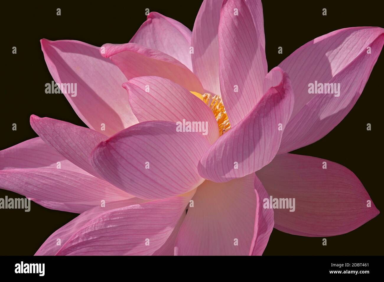 Sacred lotus (Nelumbo nucifera). Called Indian Lotus, Bean of India and ...