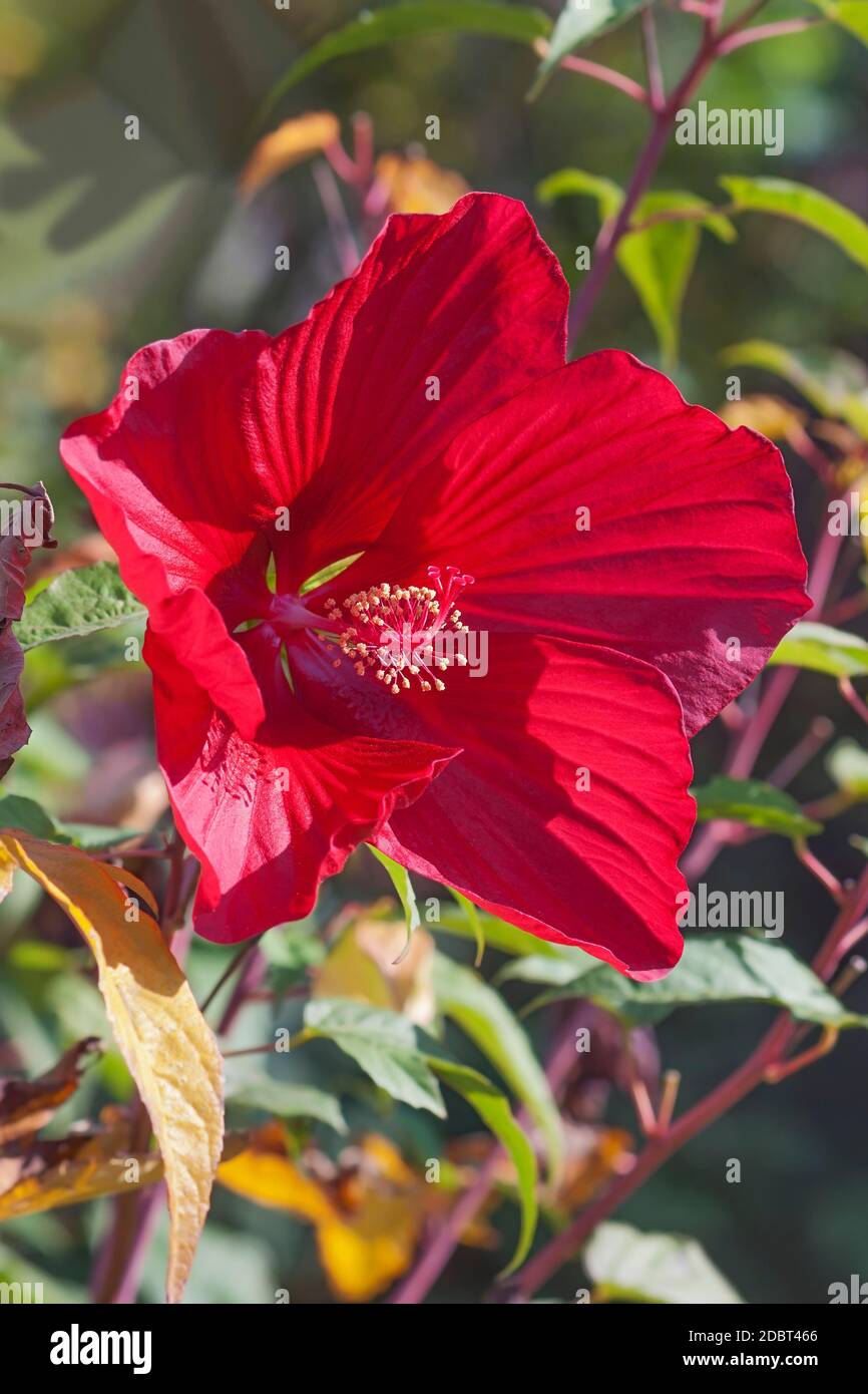Hybrid hibiscus (Hibiscus coccineus x Hibiscus moscheutos Stock Photo ...