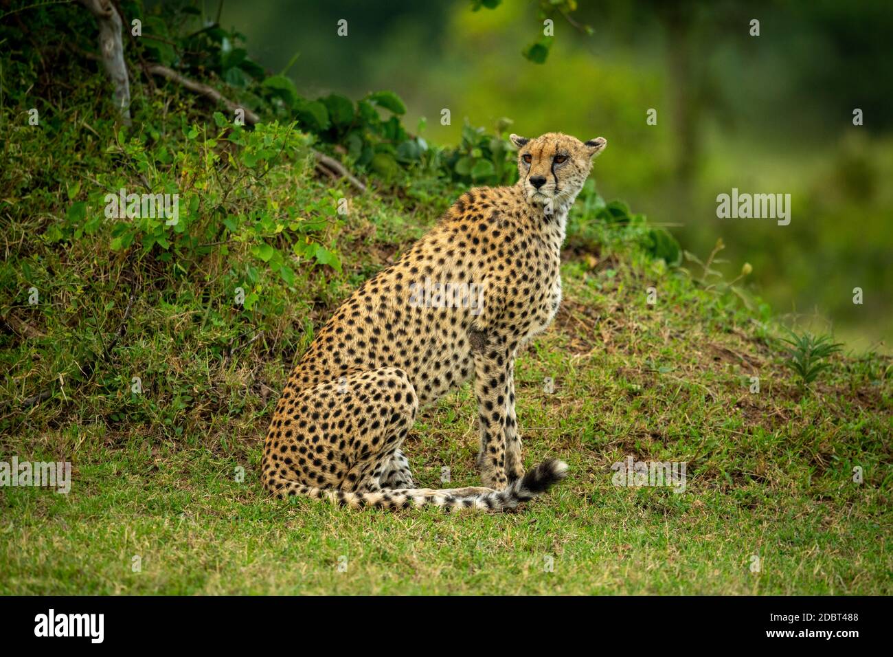 Cheetah sits turning head by grassy bank Stock Photo - Alamy