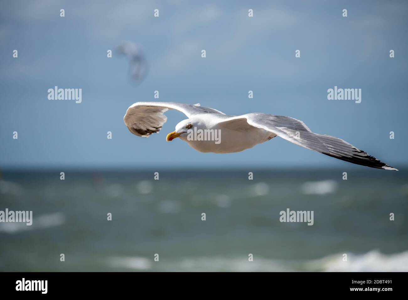 Gull wing shape hi-res stock photography and images - Alamy
