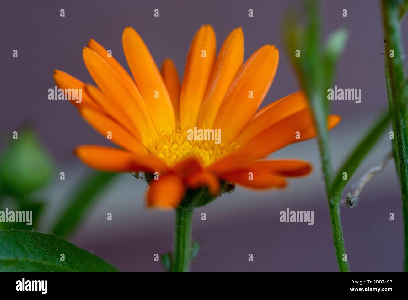 Marigold island hi-res stock photography and images - Alamy