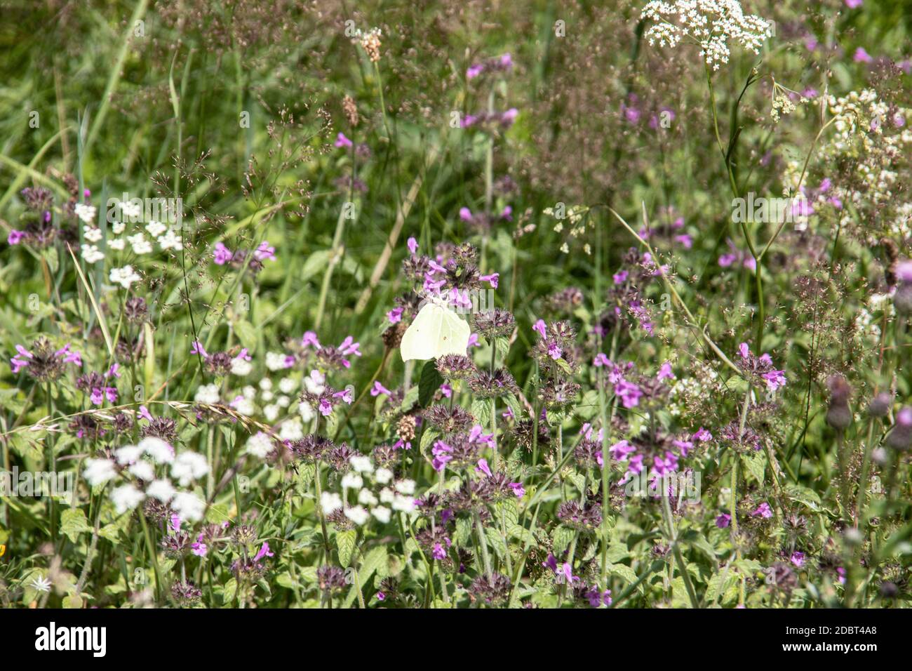 Heather landscape with grasses and individual trees Stock Photo - Alamy