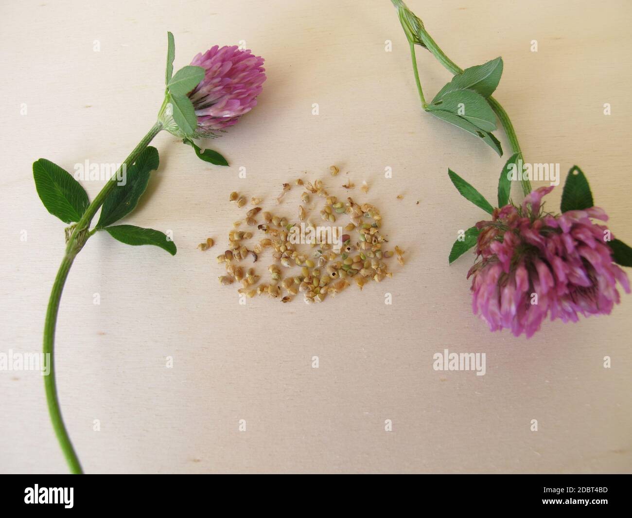 Flowering red clover and edible seeds from red clover on a wooden board ...