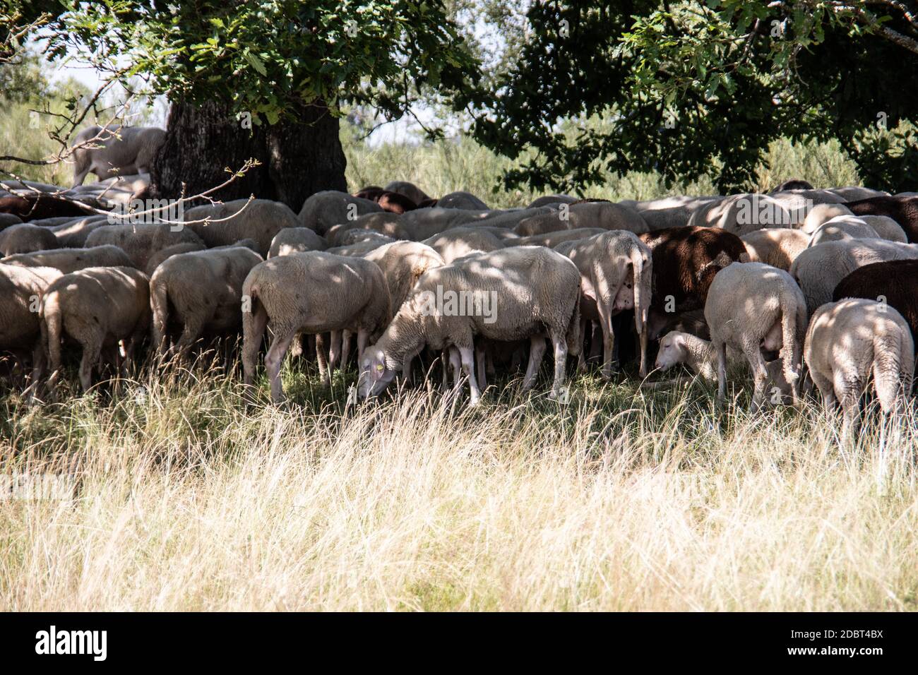In the midday heat, sheep crowd in the shade under trees Stock Photo ...